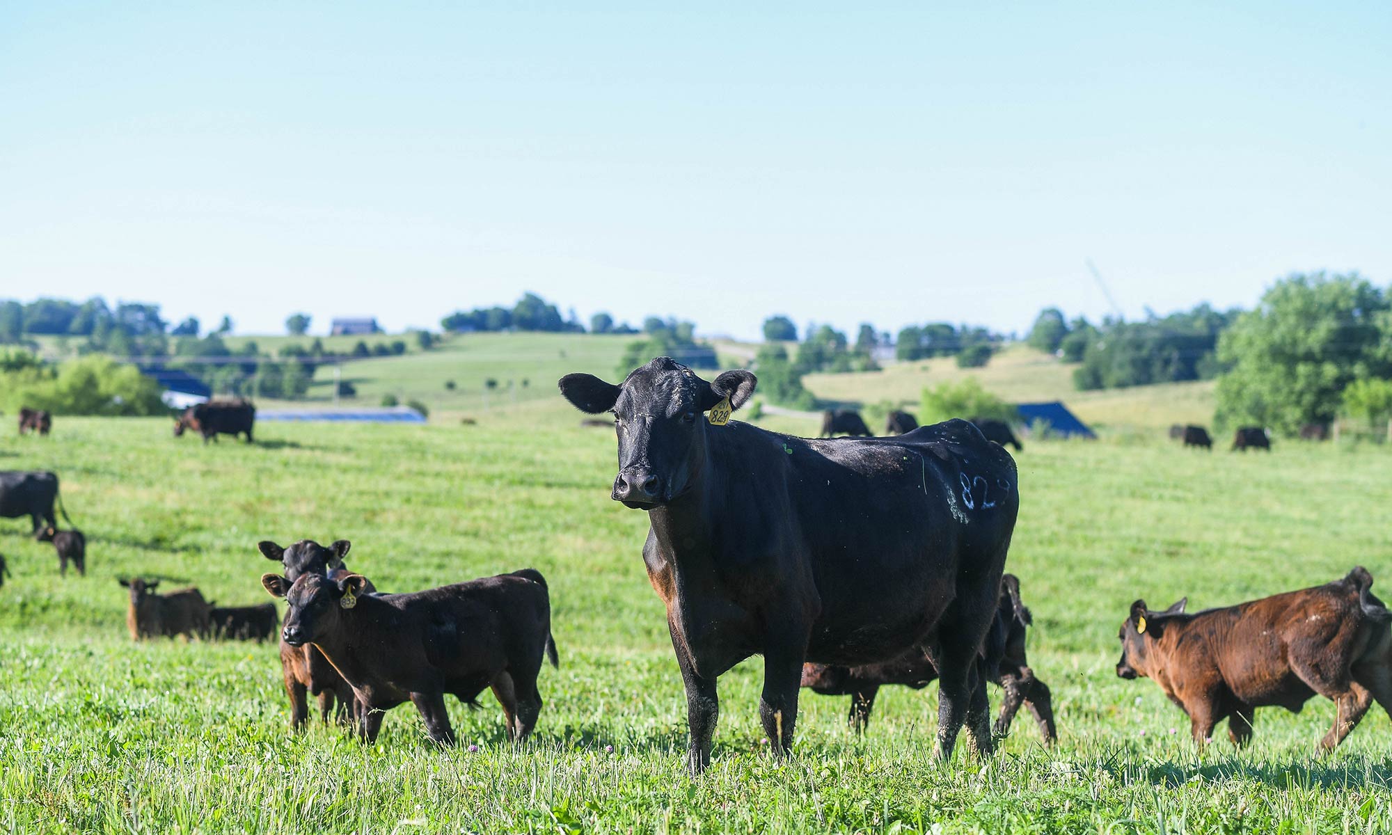 Our Purpose | Stone Gate Farms | Angus Cattle Since 1952 | Flemingsburg, KY